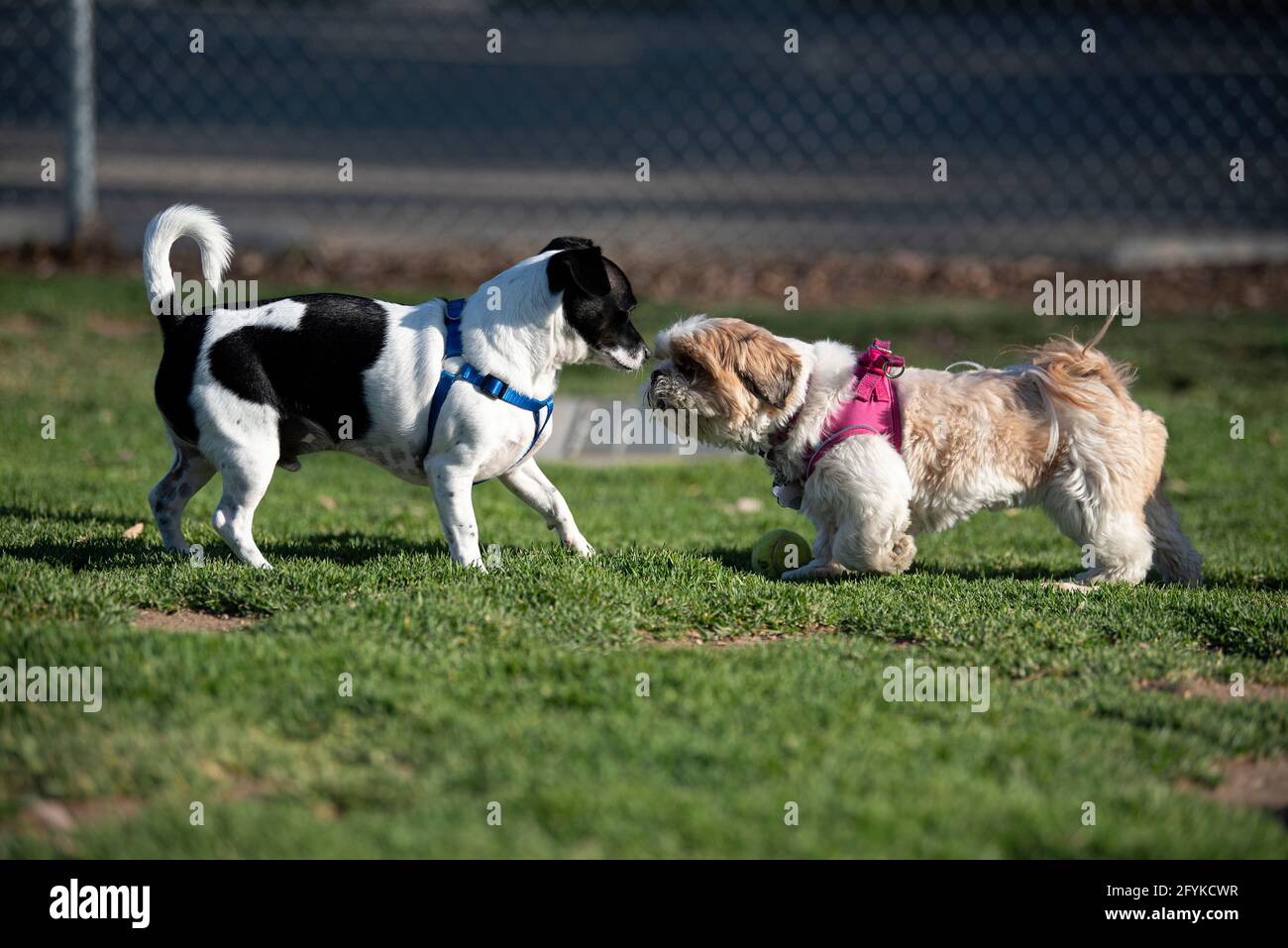 Two dogs playing at a dog park Stock Photo - Alamy