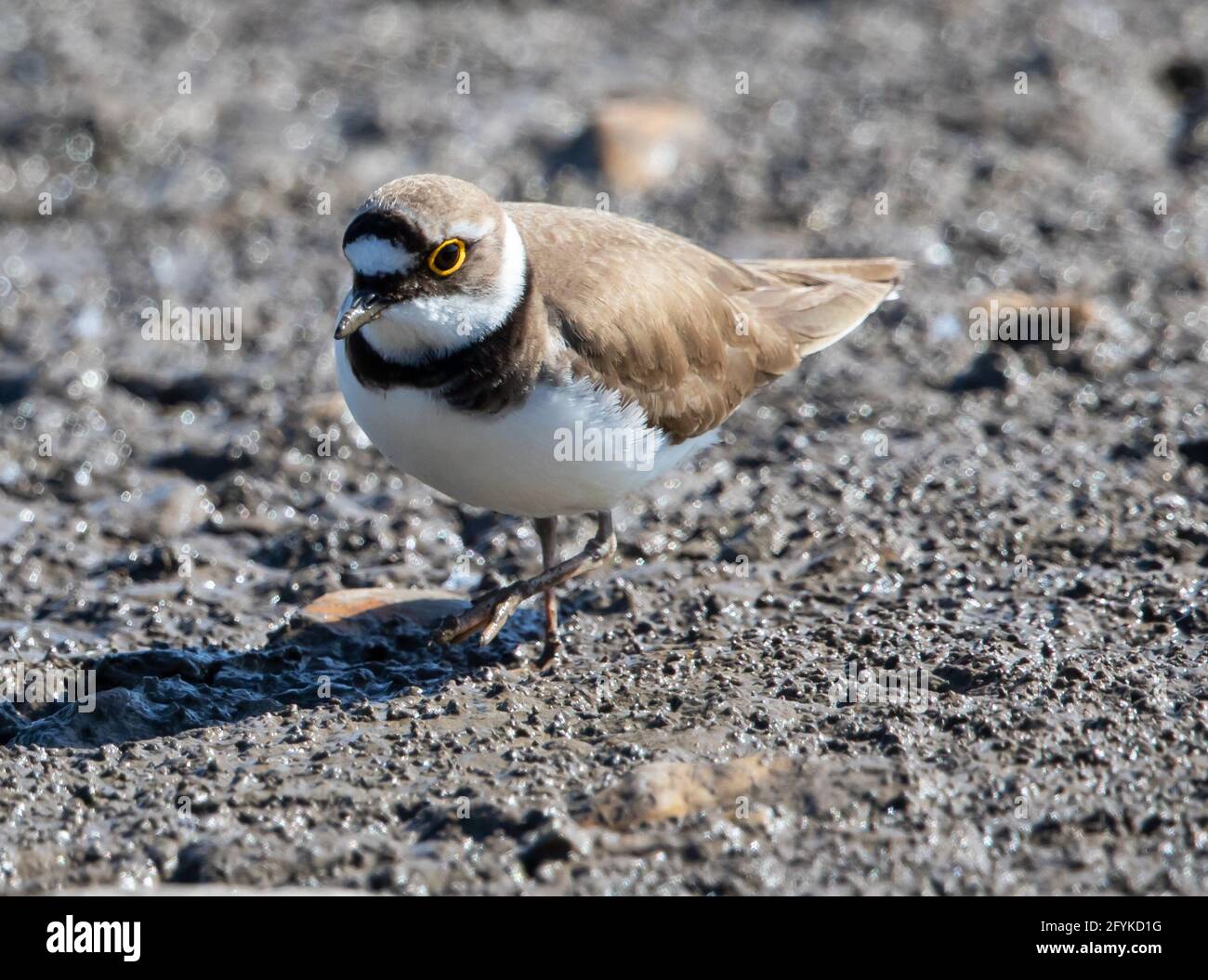 Female Little Ringed Plover on a patch of wet mud Stock Photo - Alamy