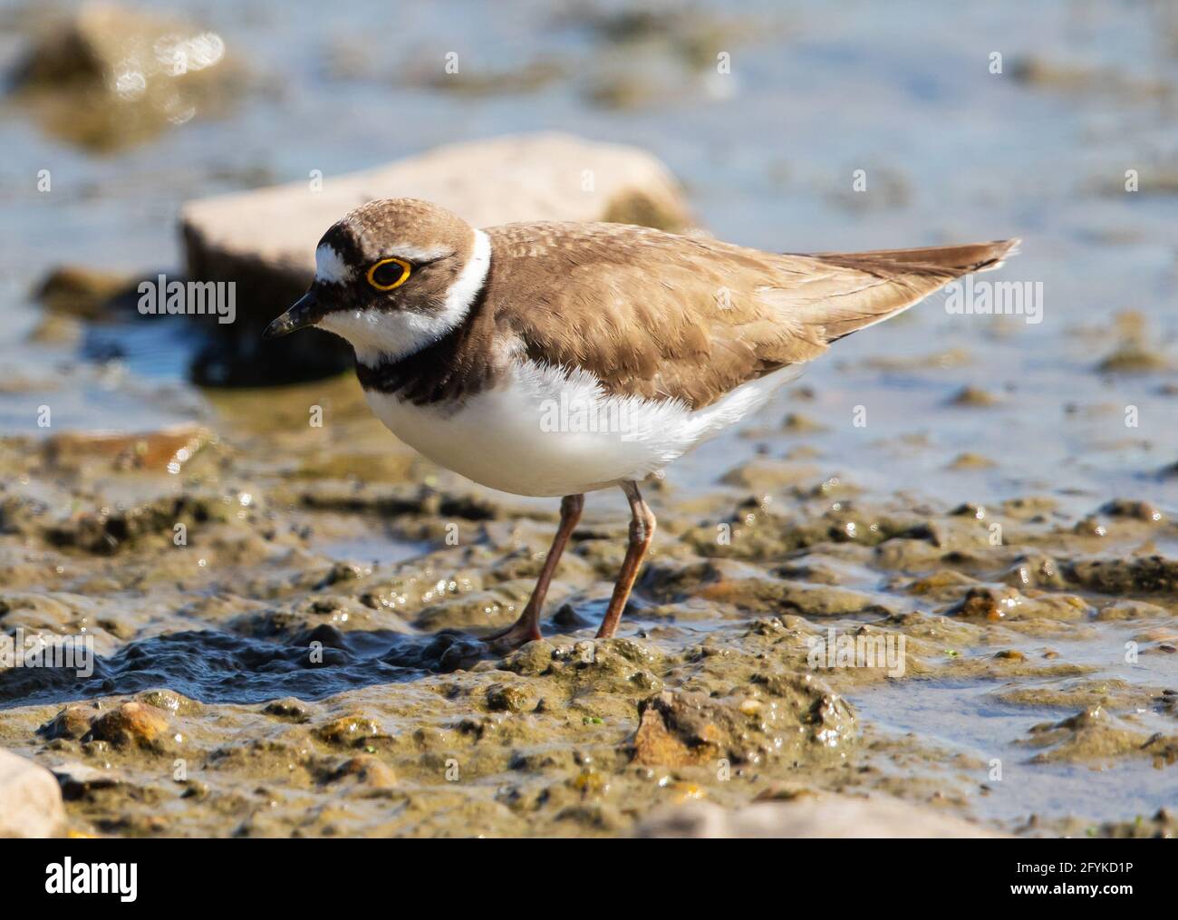 Female Little Ringed Plover on a patch of wet mud Stock Photo - Alamy