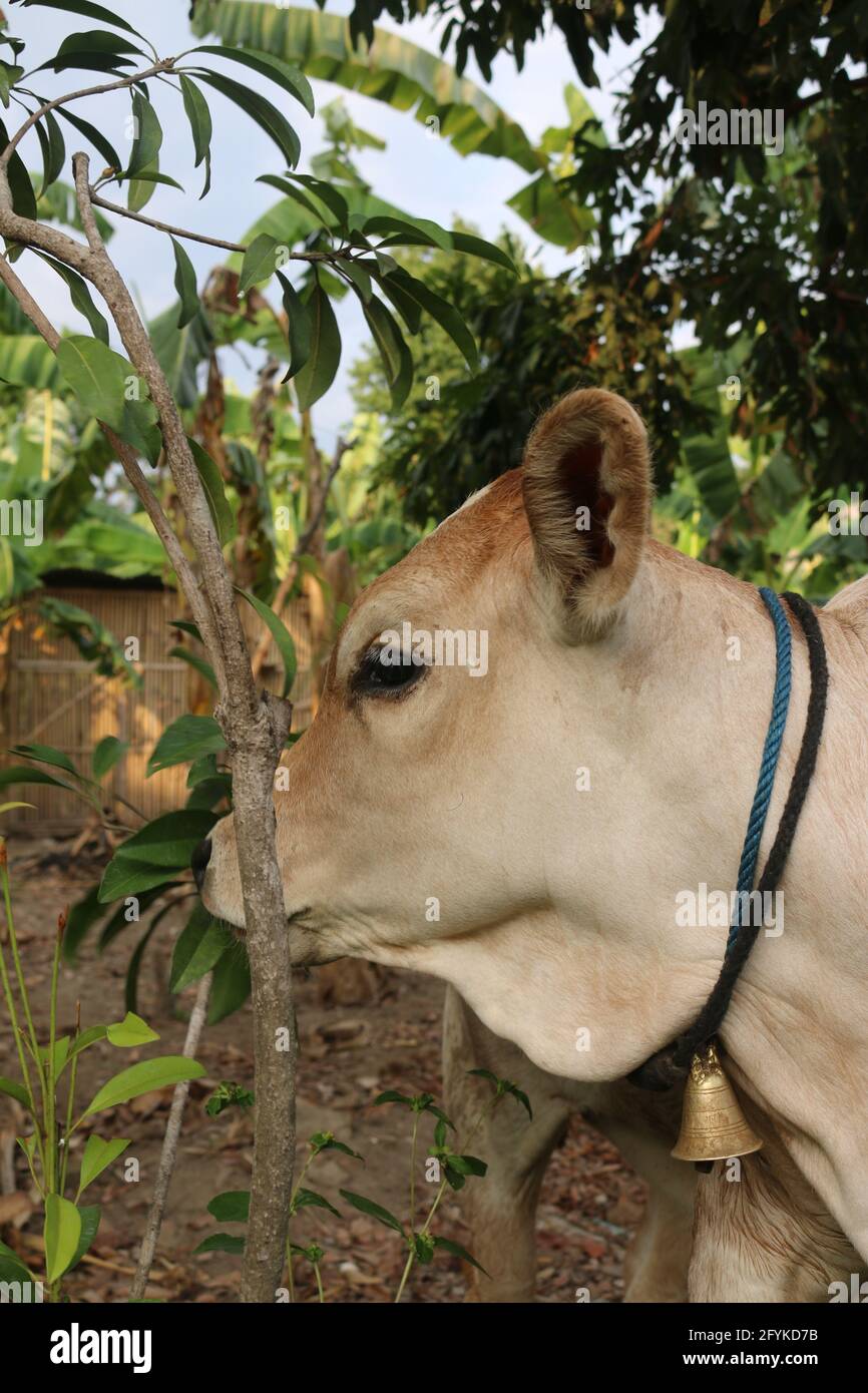 A very close profile view from the head of a grass eating light brown ...