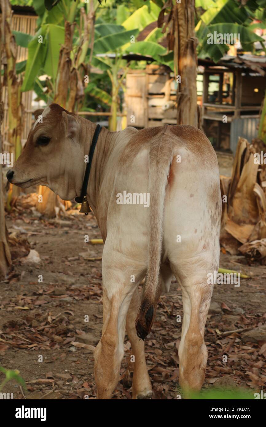 Close back view from a light brown Asian beef calf, looking back Stock ...
