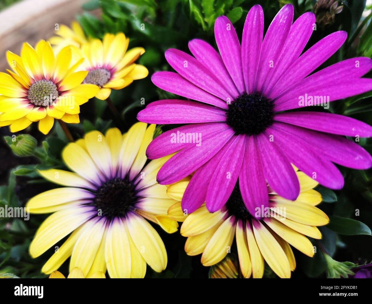 Closeup shot of colorful African daisies Stock Photo - Alamy