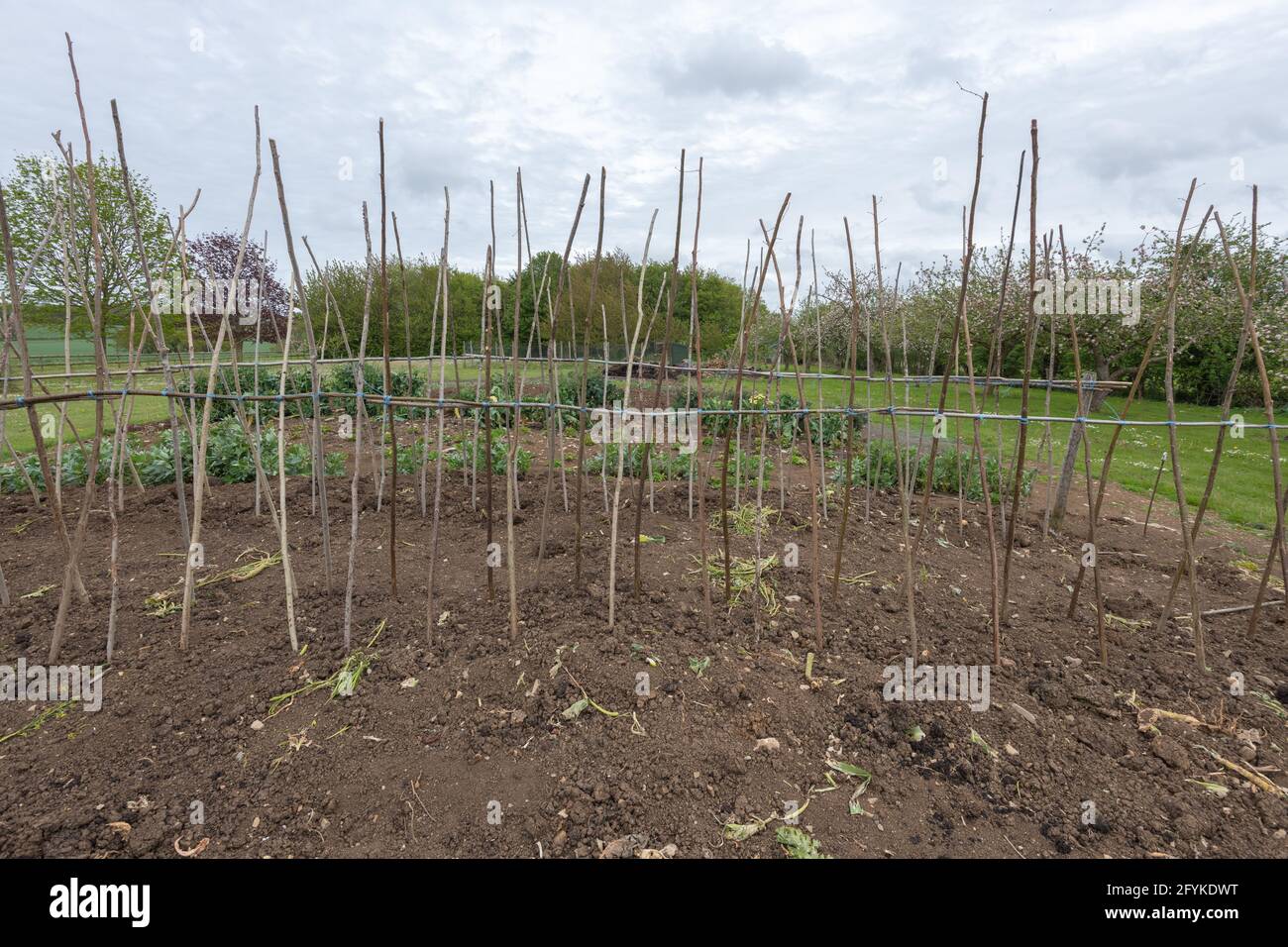 Home made supporting frame ready to support runner beans Stock Photo ...