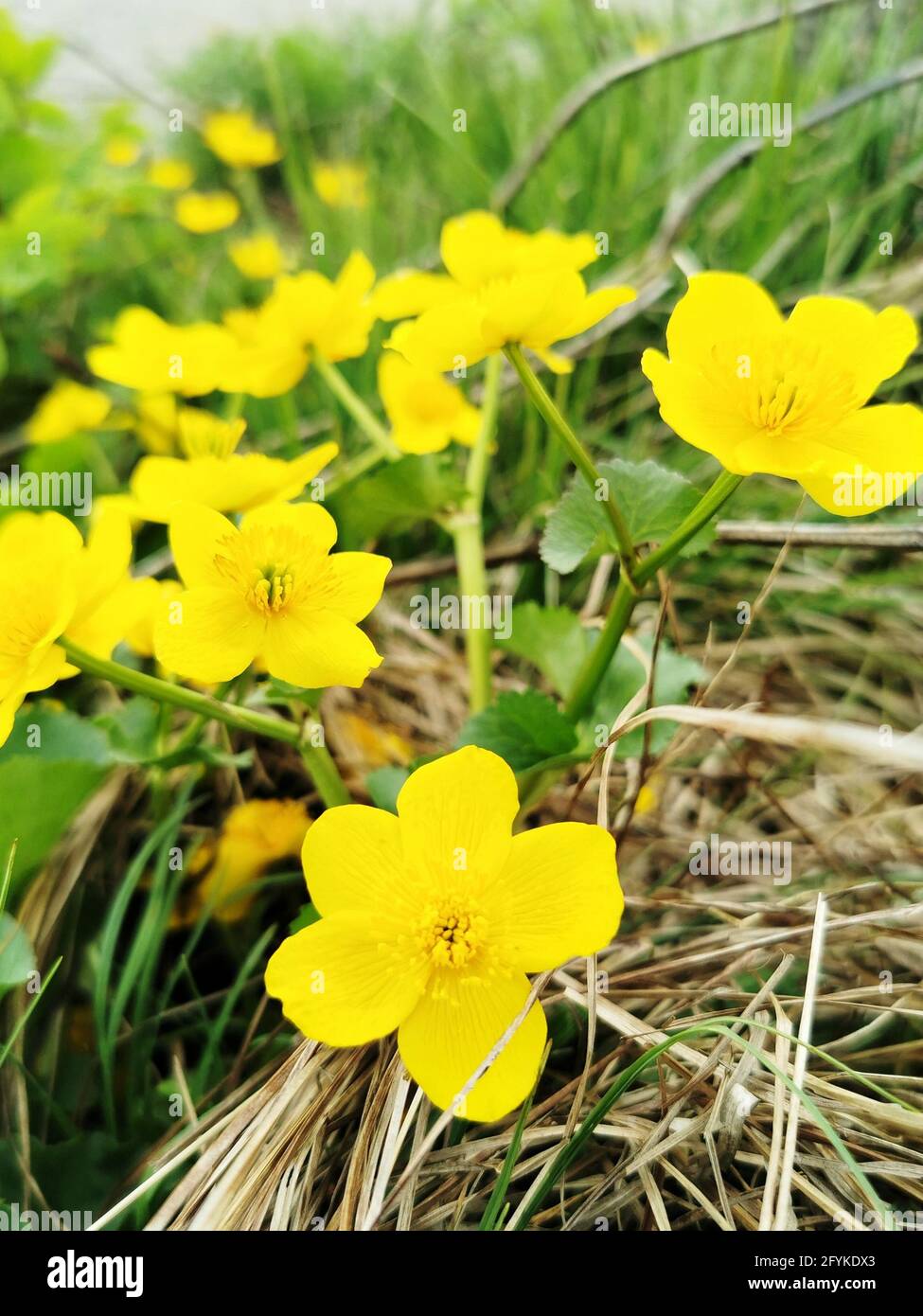 Common marsh marigold hi-res stock photography and images - Alamy