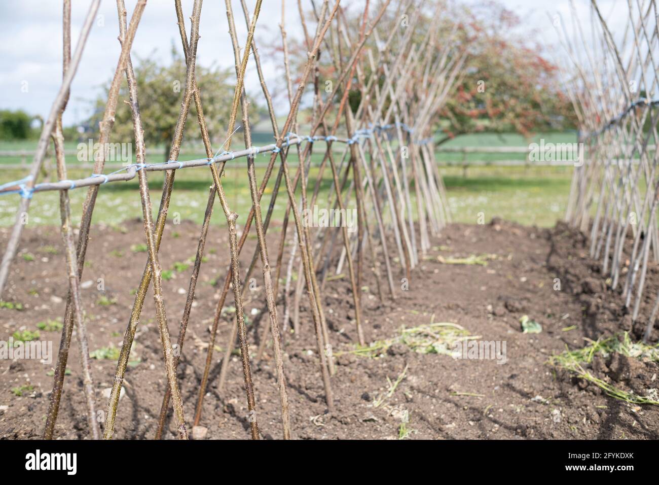 Home made supporting frame ready to support runner beans Stock Photo ...