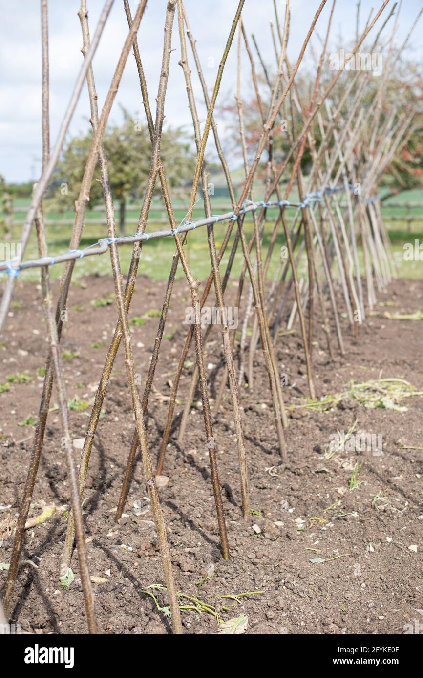 Home made supporting frame ready to support runner beans Stock Photo ...