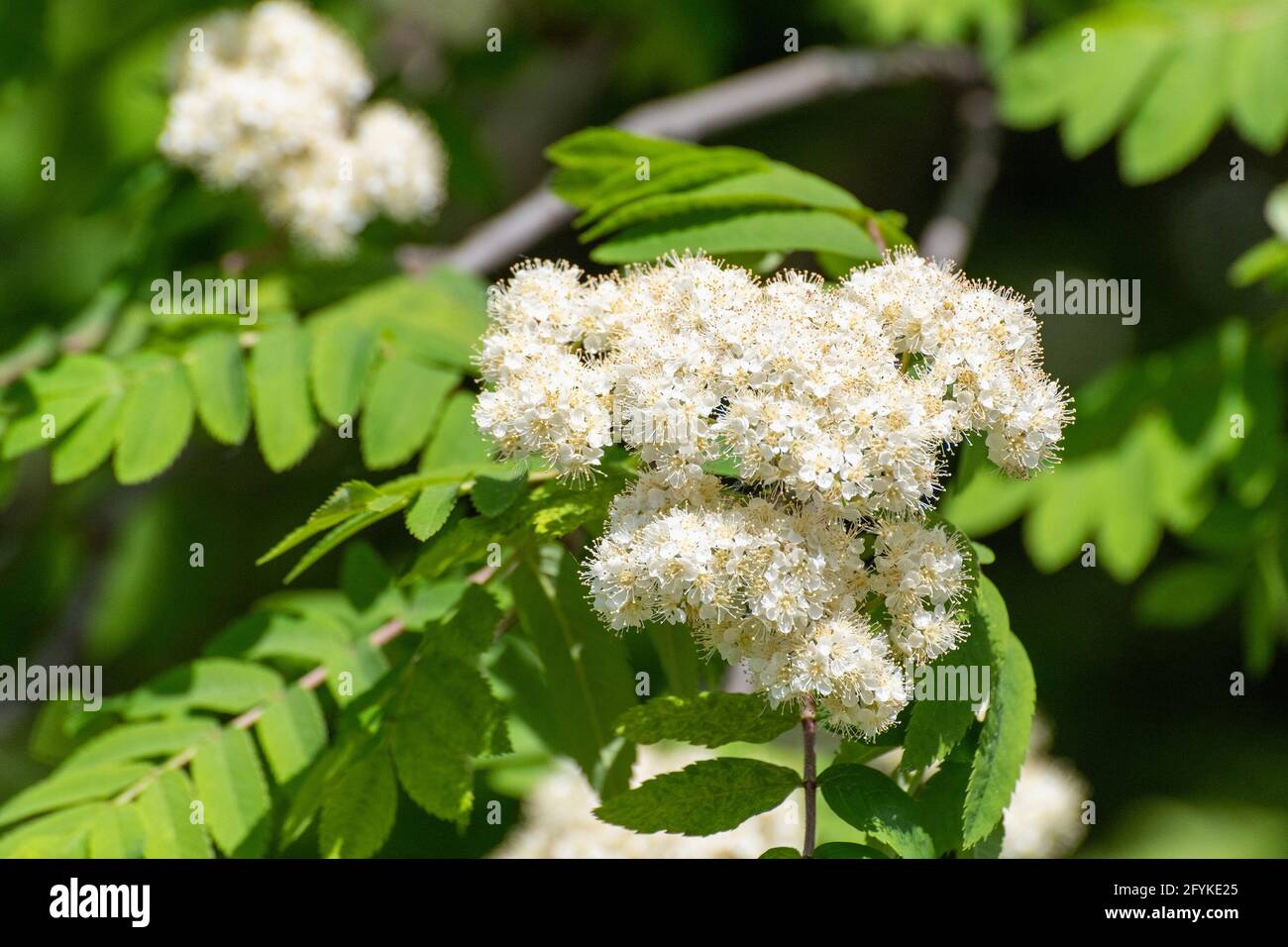The Sprig of white flowering rowan Stock Photo - Alamy