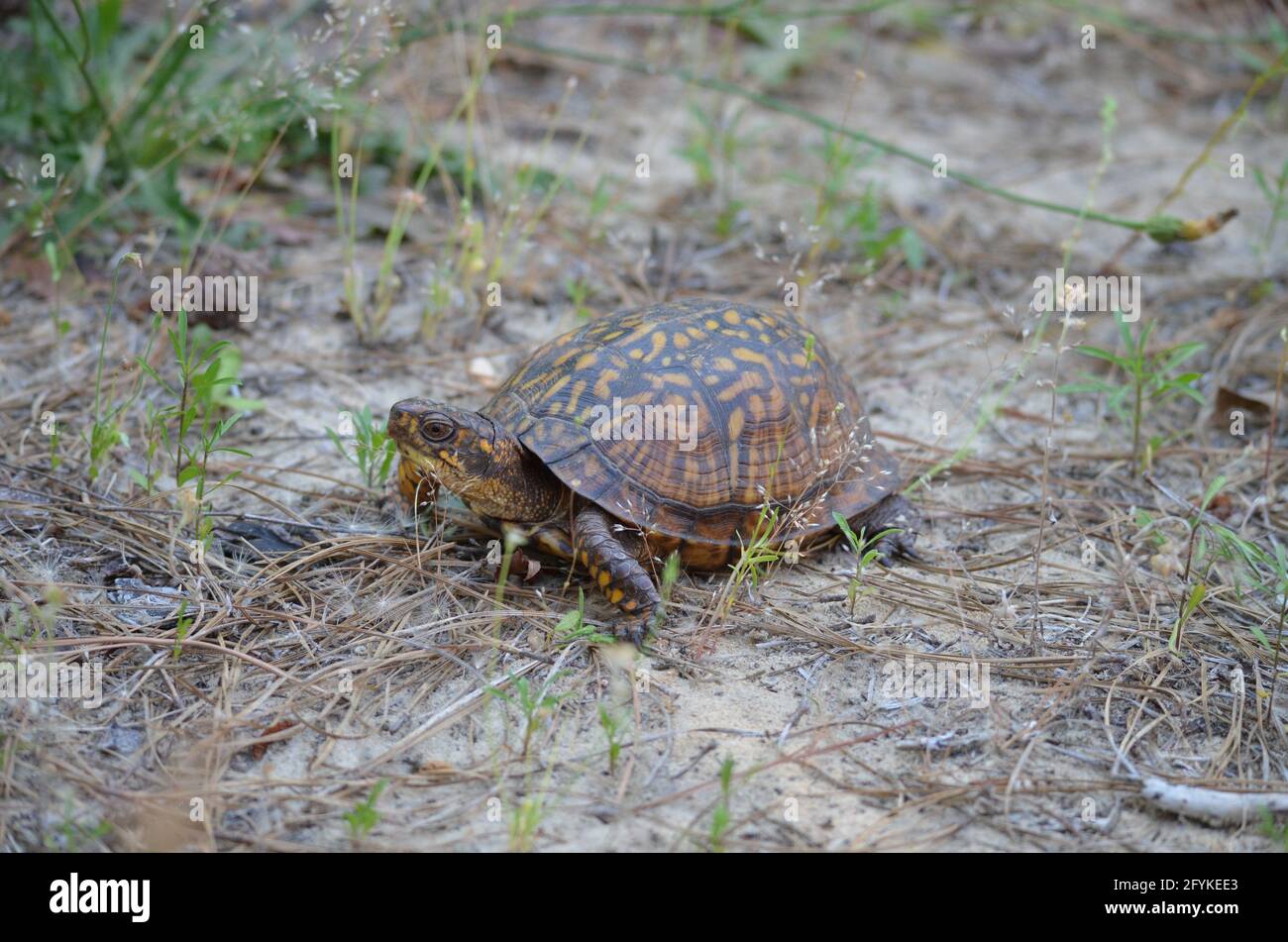 Female box turtle hi-res stock photography and images - Alamy