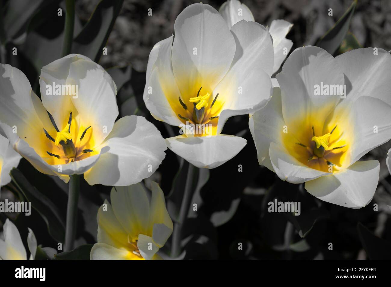 Species tulip biflora hi-res stock photography and images - Alamy