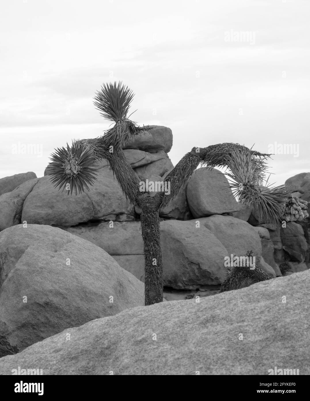 Joshua tree growing in a desert Stock Photo - Alamy