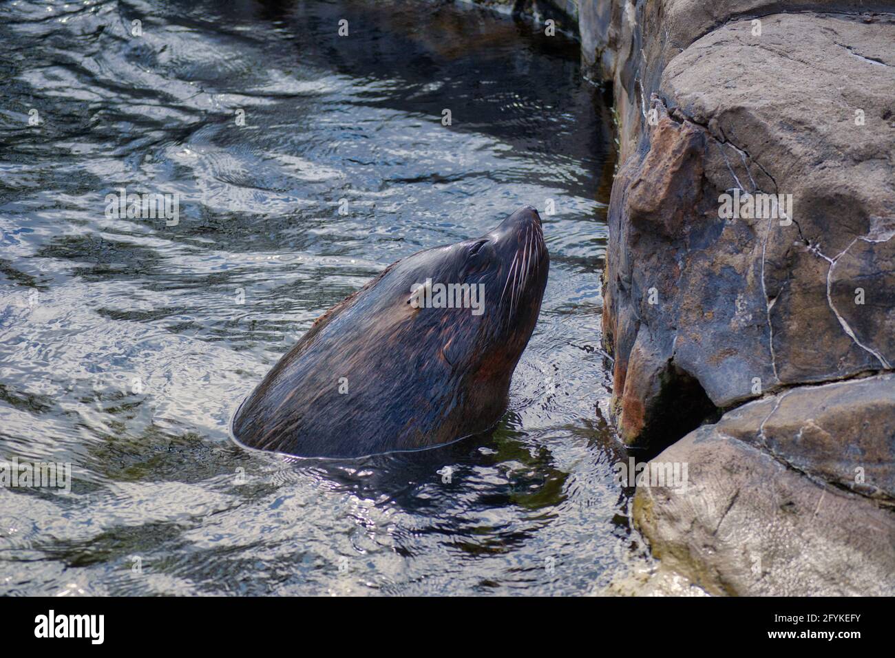 Seal in the water Stock Photo - Alamy