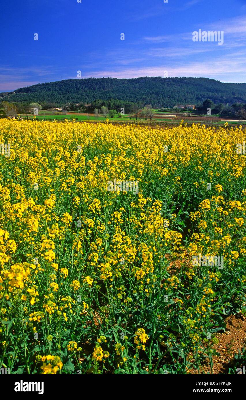 Coza hi-res stock photography and images - Alamy