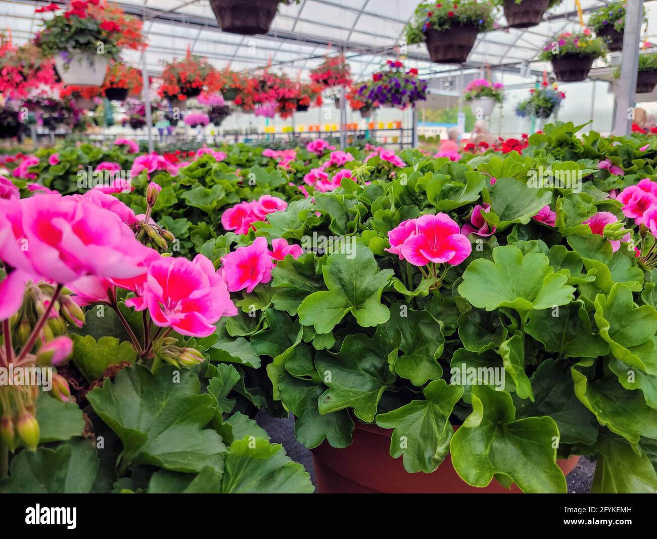 Pink geraniums pots in greenhouse Stock Photo - Alamy