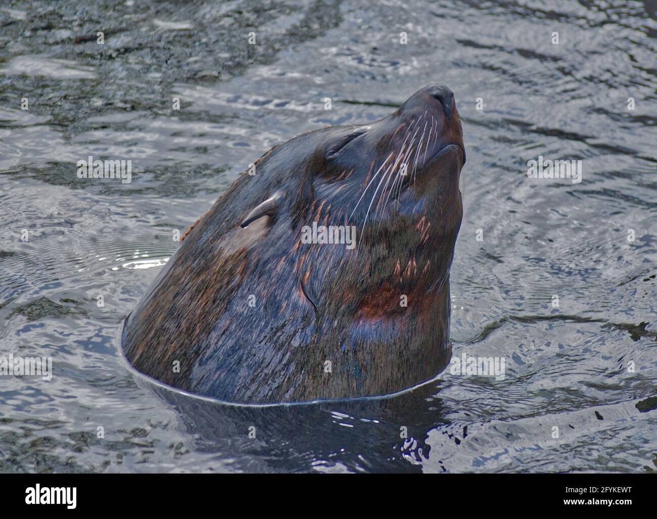 Seal in the water Stock Photo - Alamy