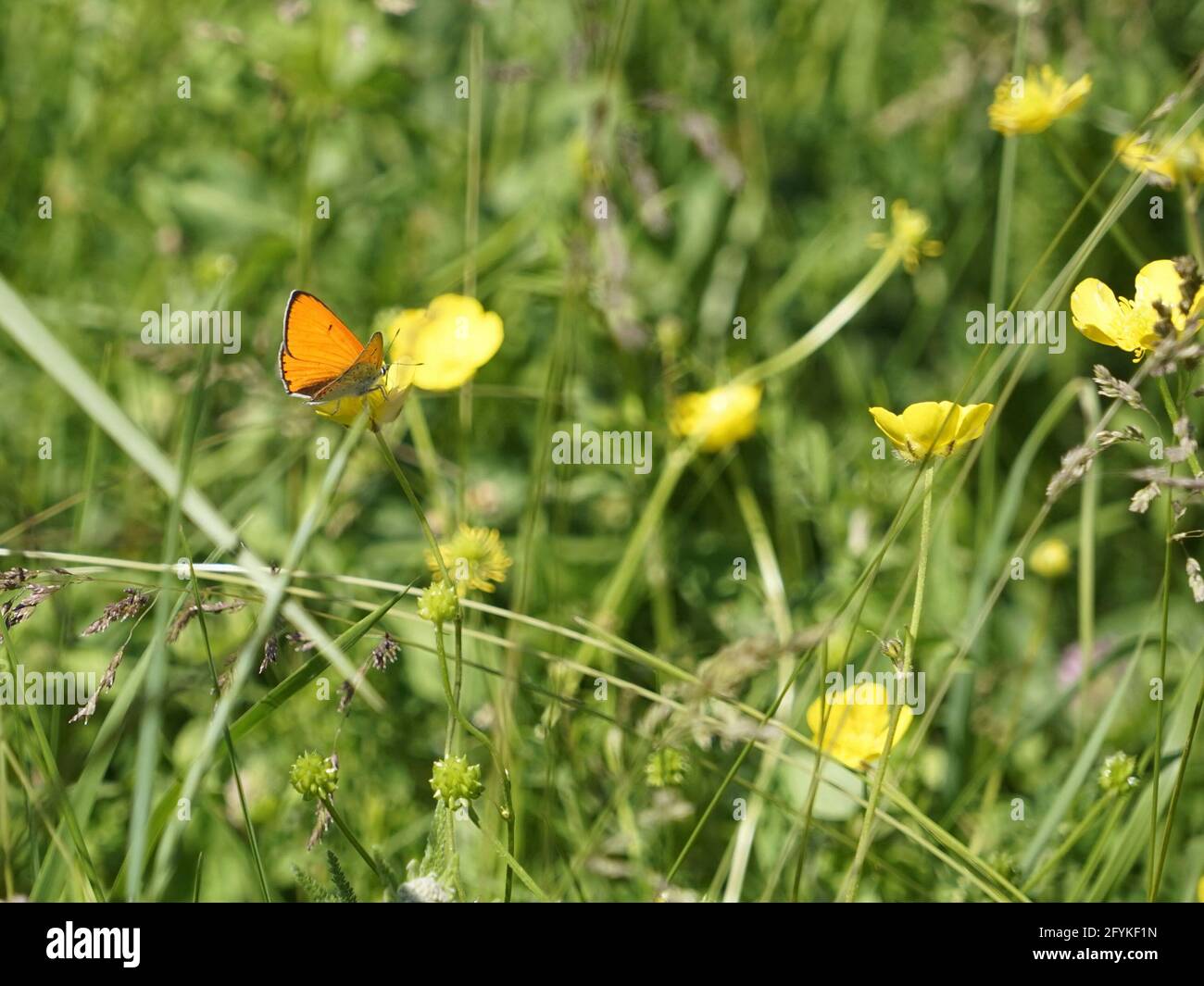 Tiny orange butterfly standing on a buttercup flower in a lush sunny ...