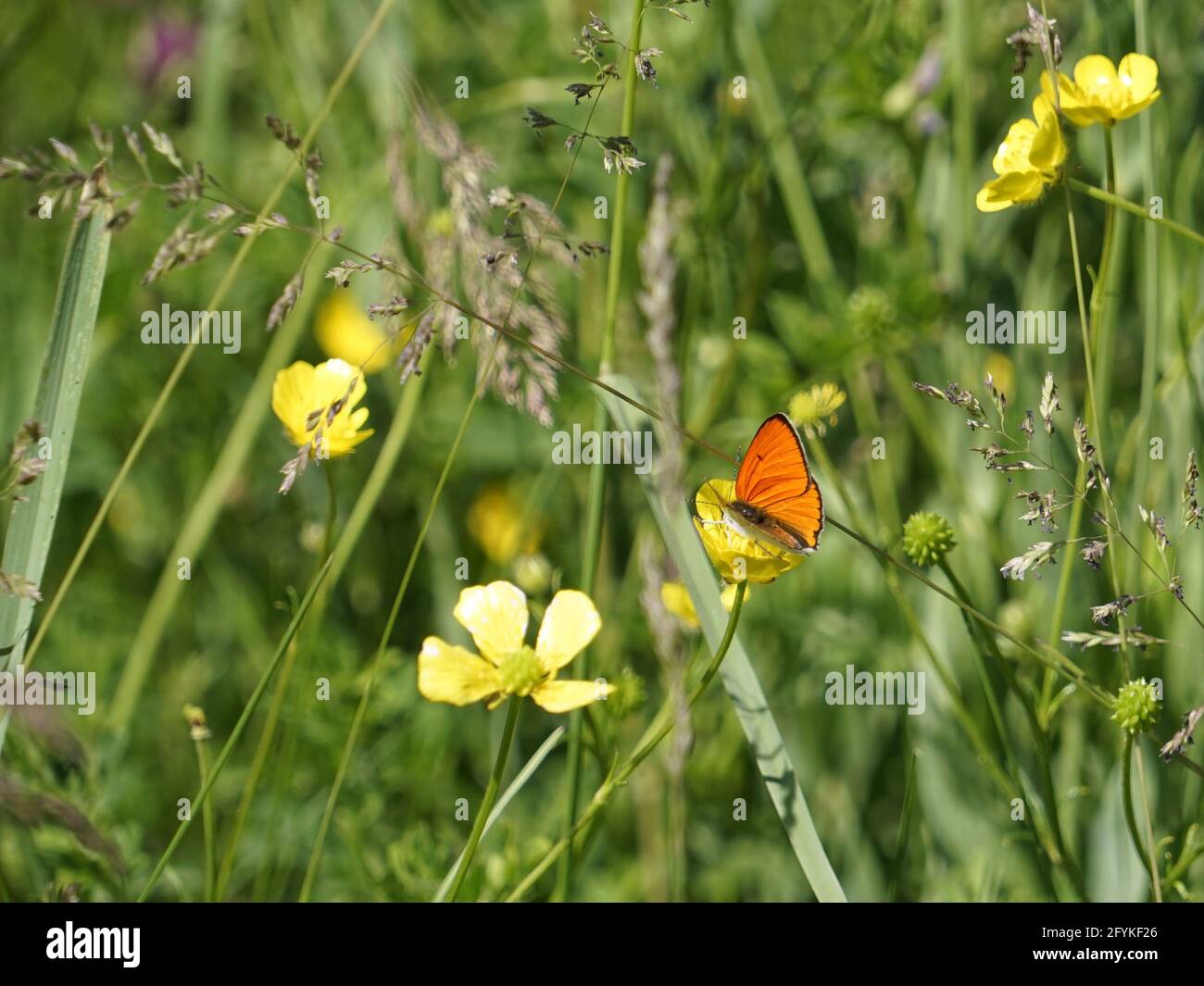 Beautiful little orange butterfly sitting on a yellow buttercup in a ...