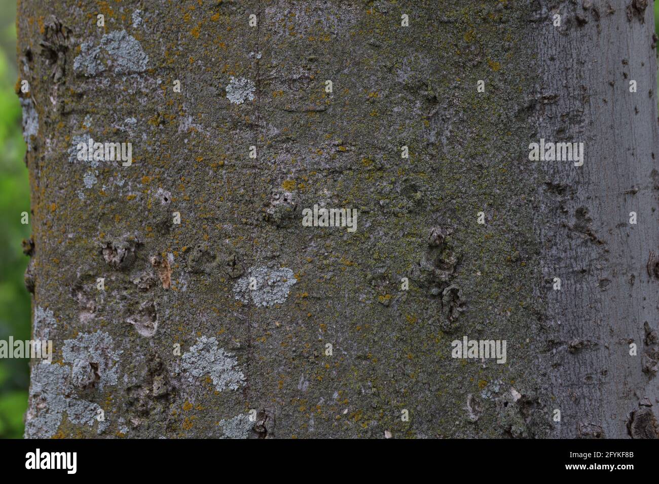 Macro shot of a tree trunk bulk with natural spots in Topeka zoo in ...
