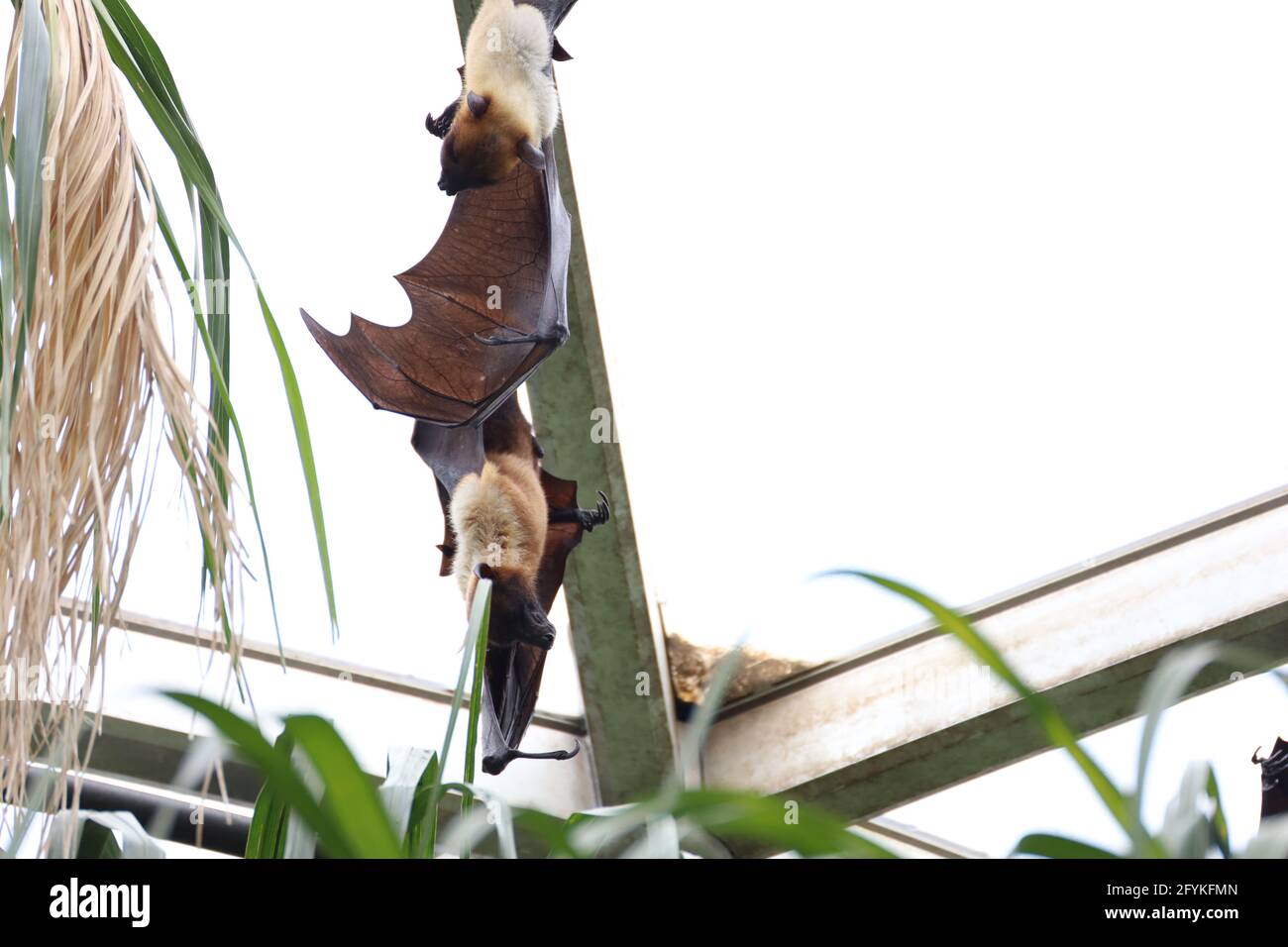 Low angle shot of a microbat in Topeka zoo in Kansas in the USA Stock ...