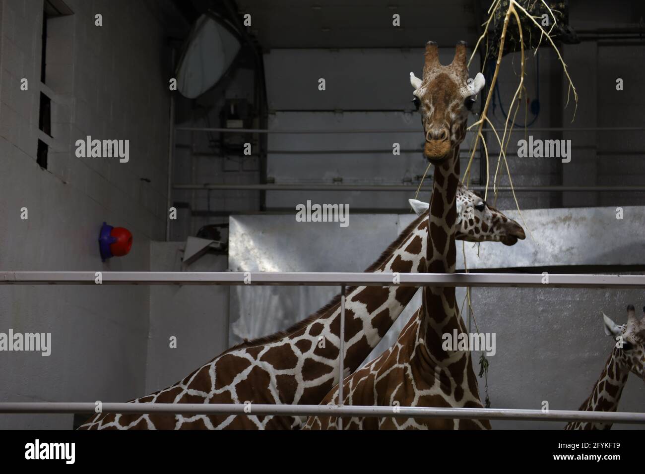 Closeup shot of giraffes indoors in Topeka zoo in Kansas USA Stock ...