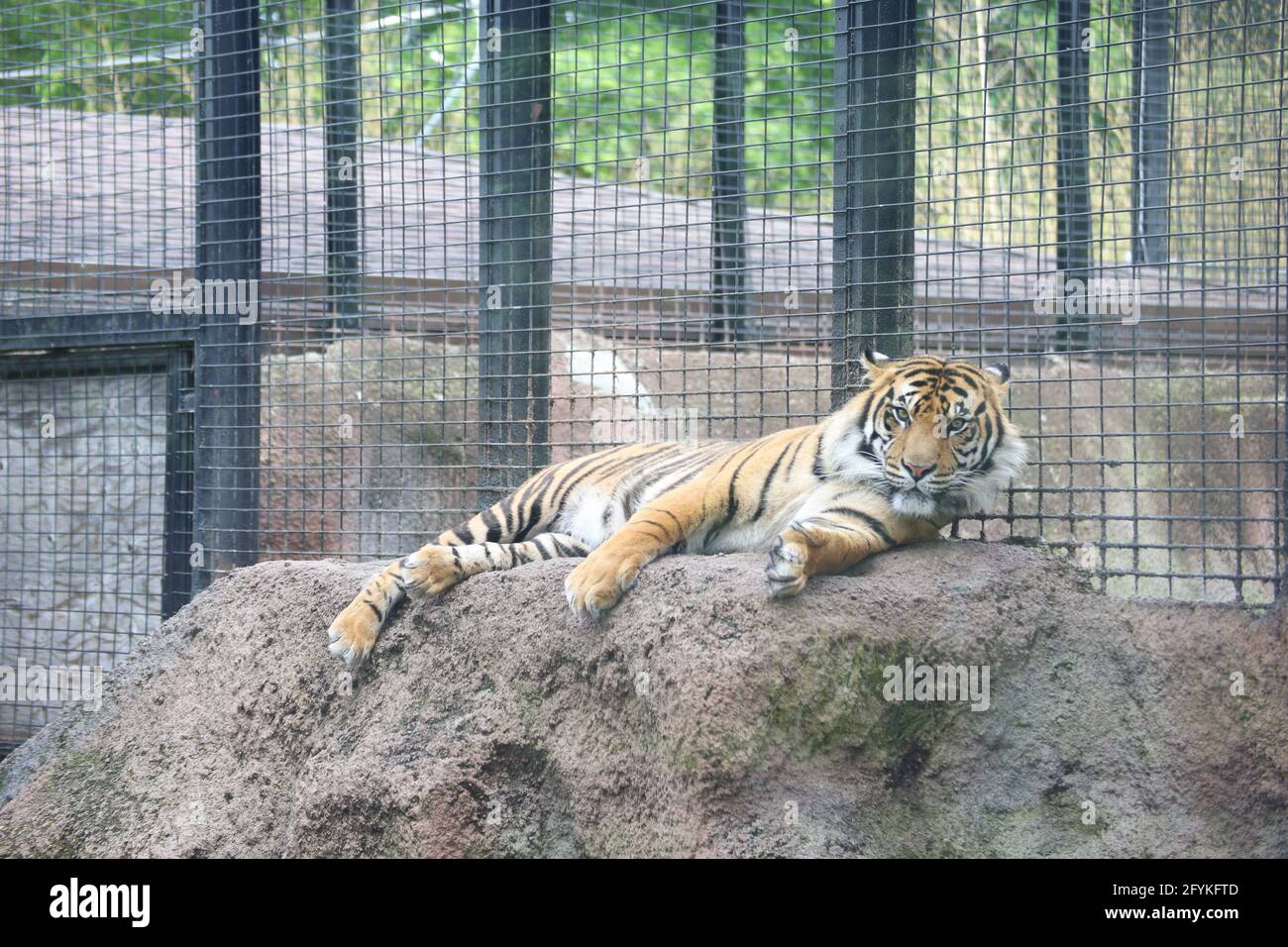 Closeup shot of a tiger lying in an aviary in Topeka zoo in Kansas in ...