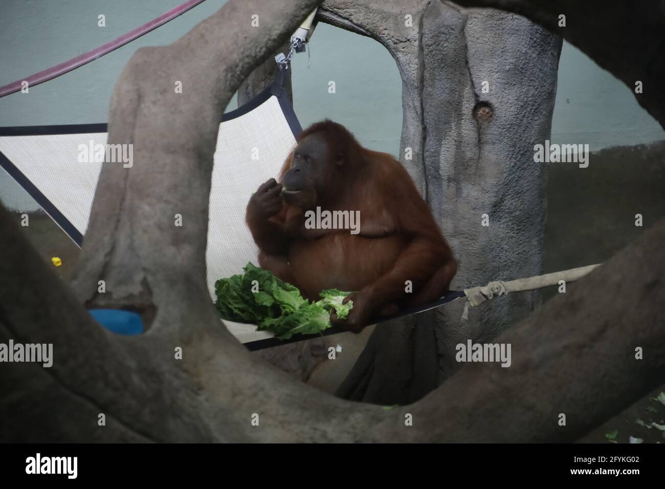 Closeup shot of a big monkey eating greens in Topeka zoo in Kansas in ...