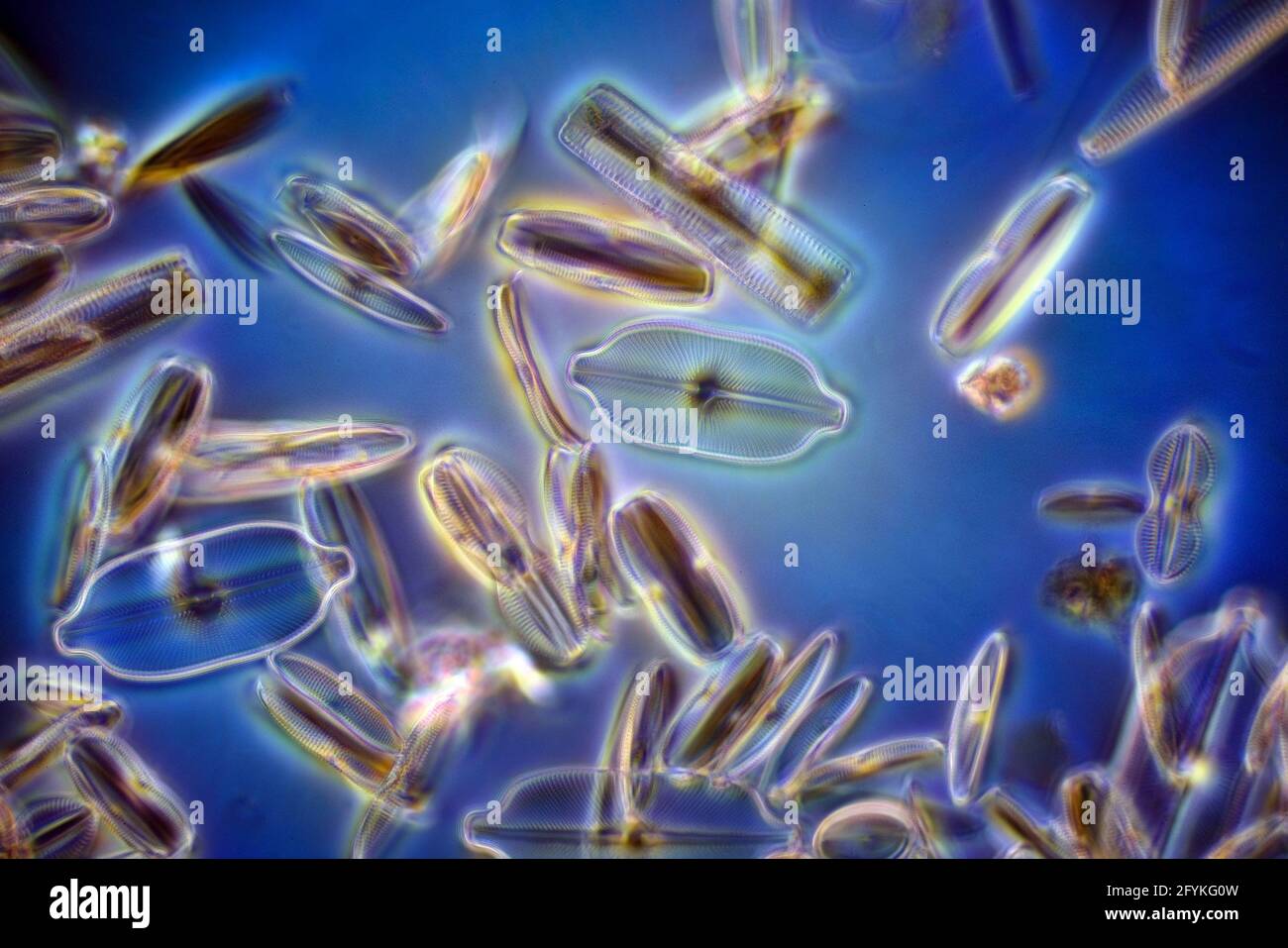 Envirnmental indicator hi-res stock photography and images - Alamy