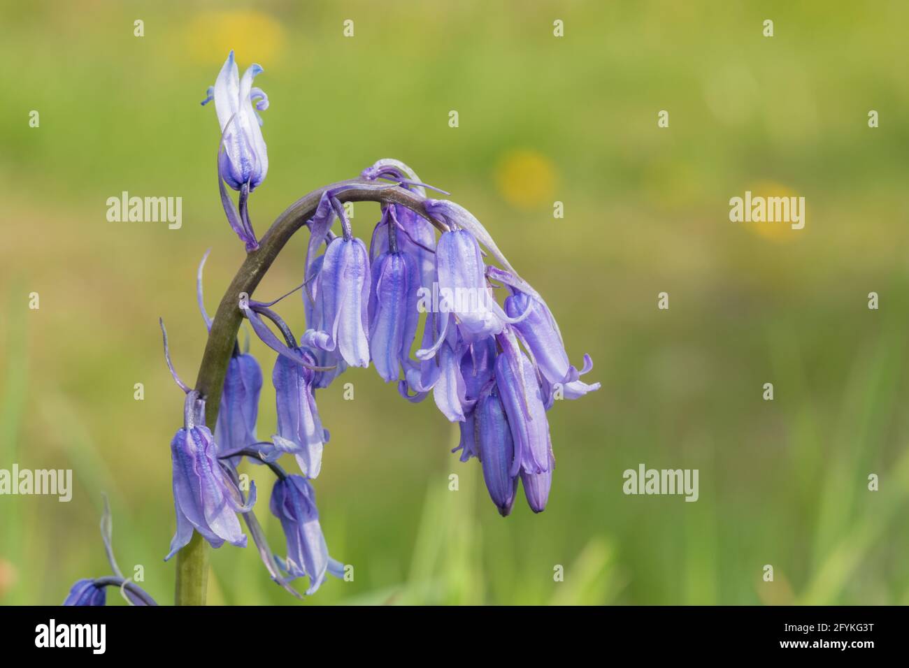 Close up of a common bluebell (hyacinthoides non scripta) flower in ...