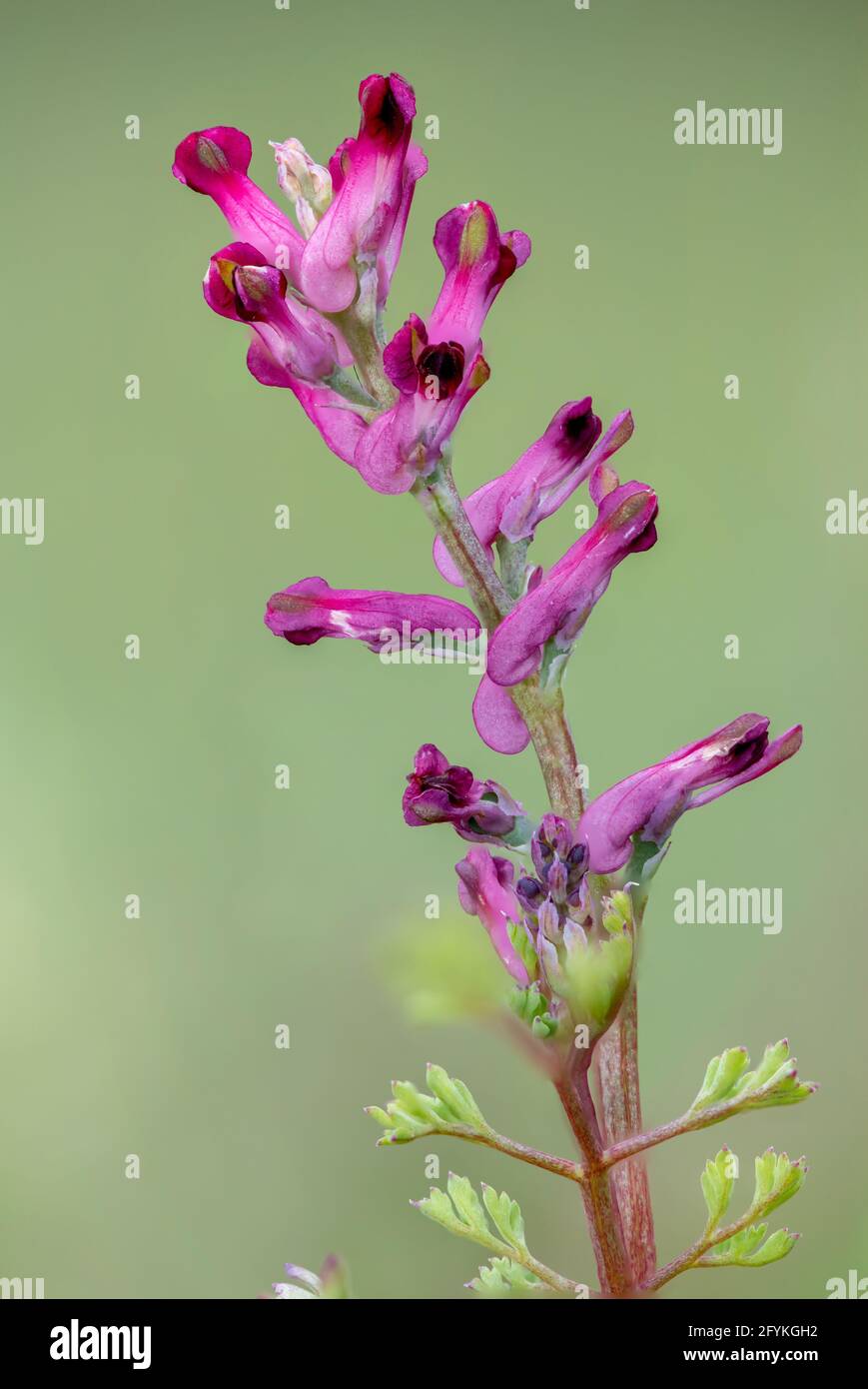 Macro shot of flowers on a common fumitory (fumaria officinalis) plant ...