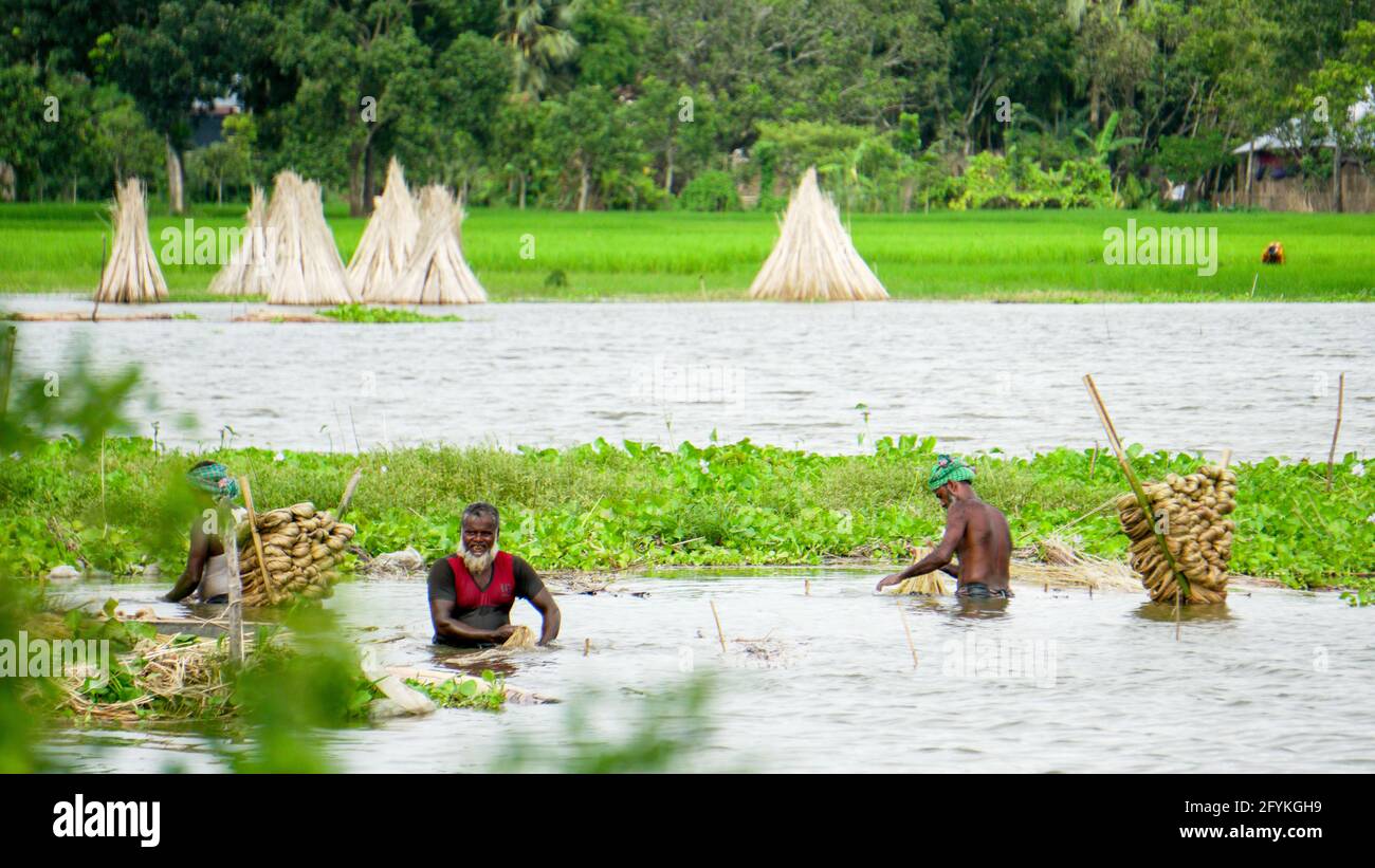 Farmers in Bangladesh are busy washing jute in water. Jute is called ...
