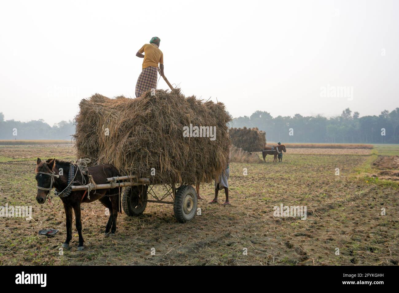 Scene of cutting paddy from a vast agricultural field and taking it in ...