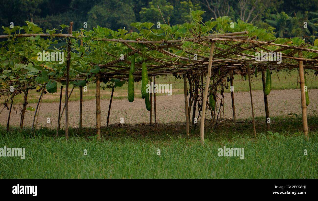 Agricultural field view in Bangladesh. In the distance is the jungle of ...