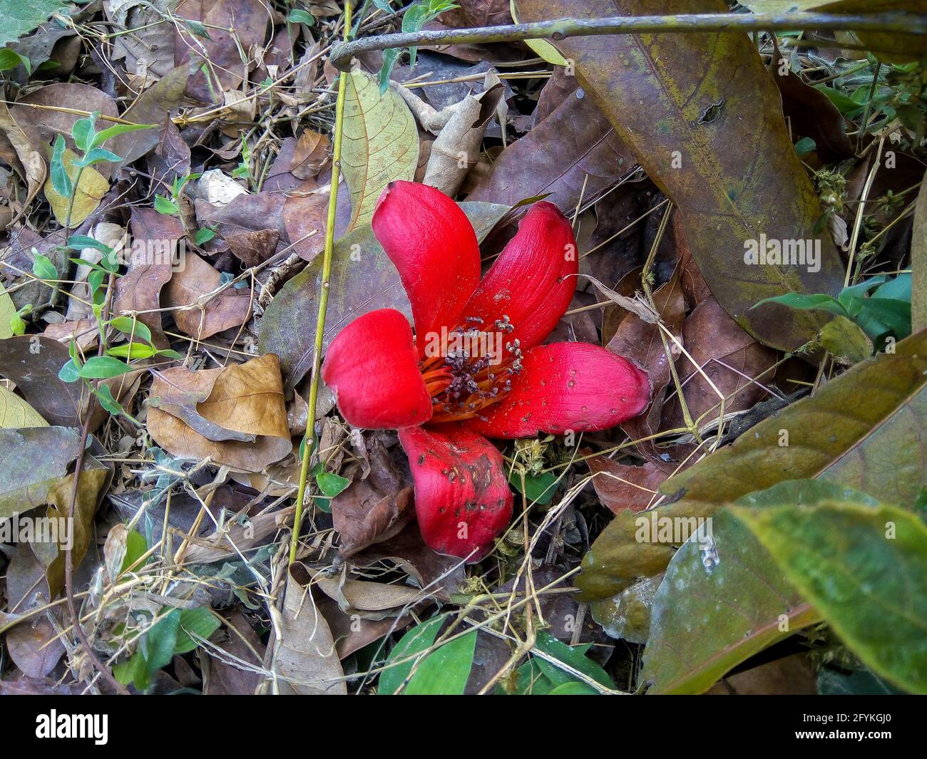 Red shimul hi-res stock photography and images - Alamy