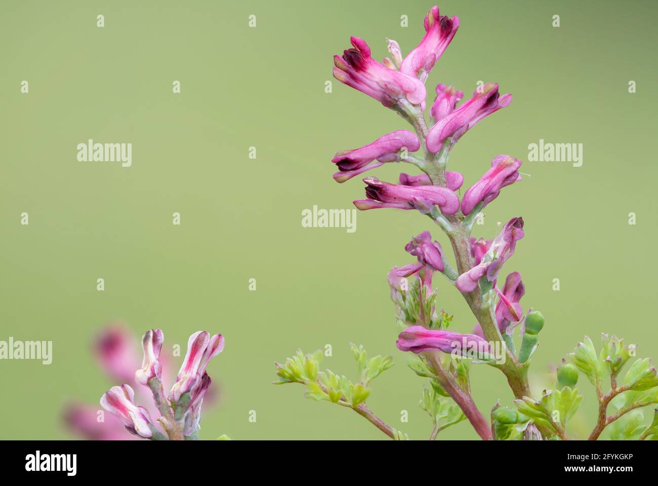 Macro shot of flowers on a common fumitory (fumaria officinalis) plant ...