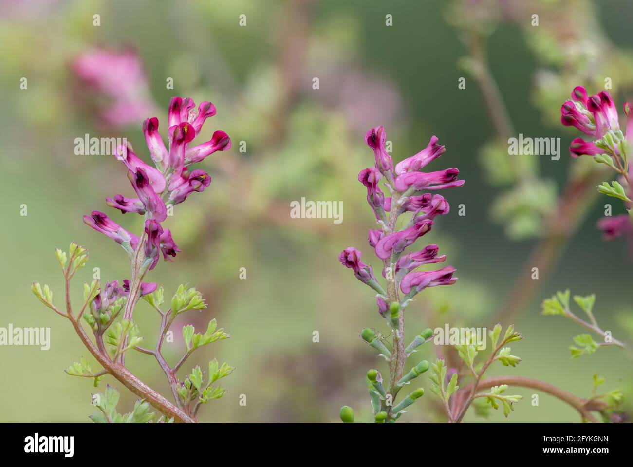 Macro shot of flowers on a common fumitory (fumaria officinalis) plant ...