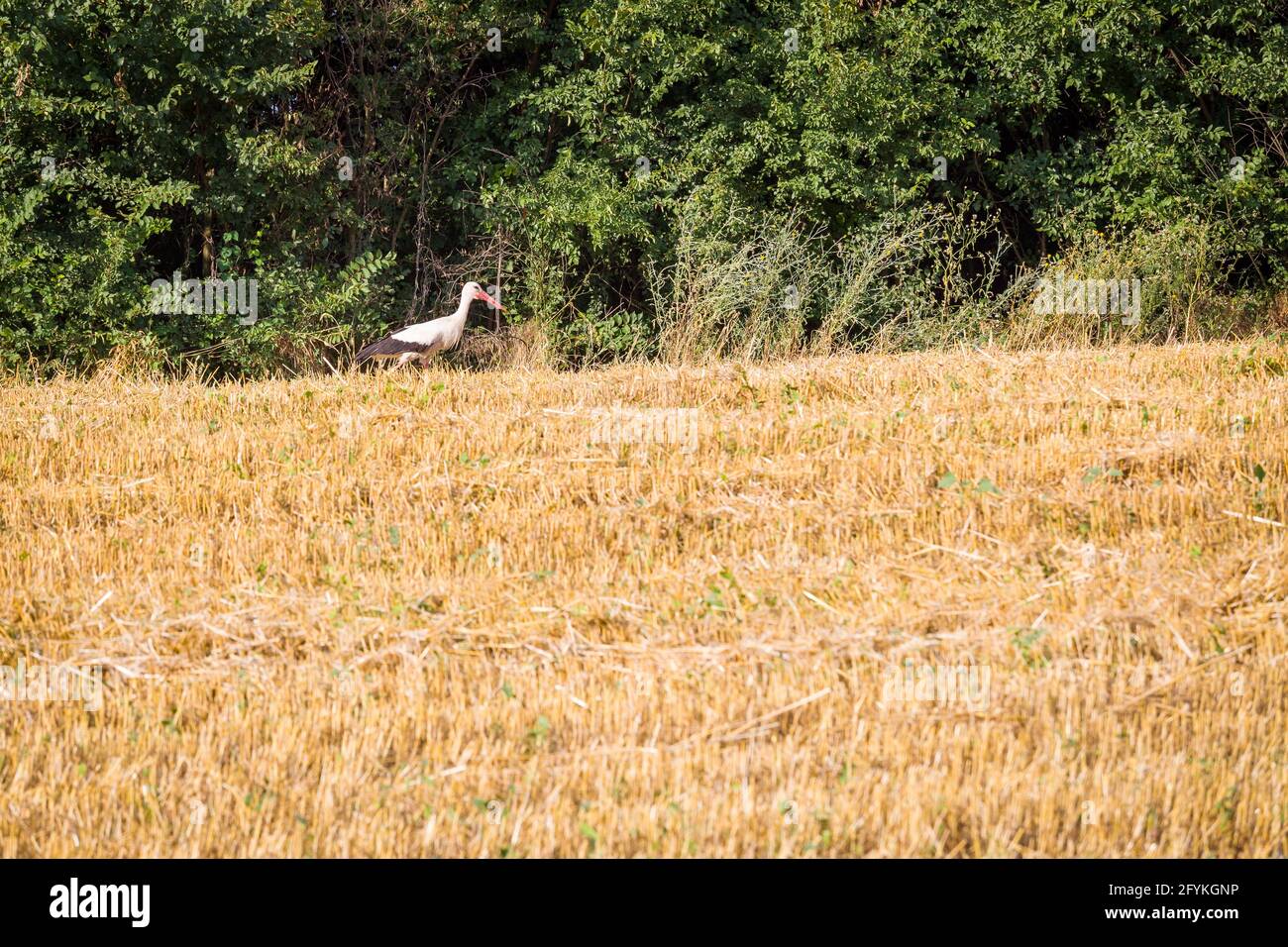 Storks in search of food in freshly harvested wheat fields Stock Photo ...