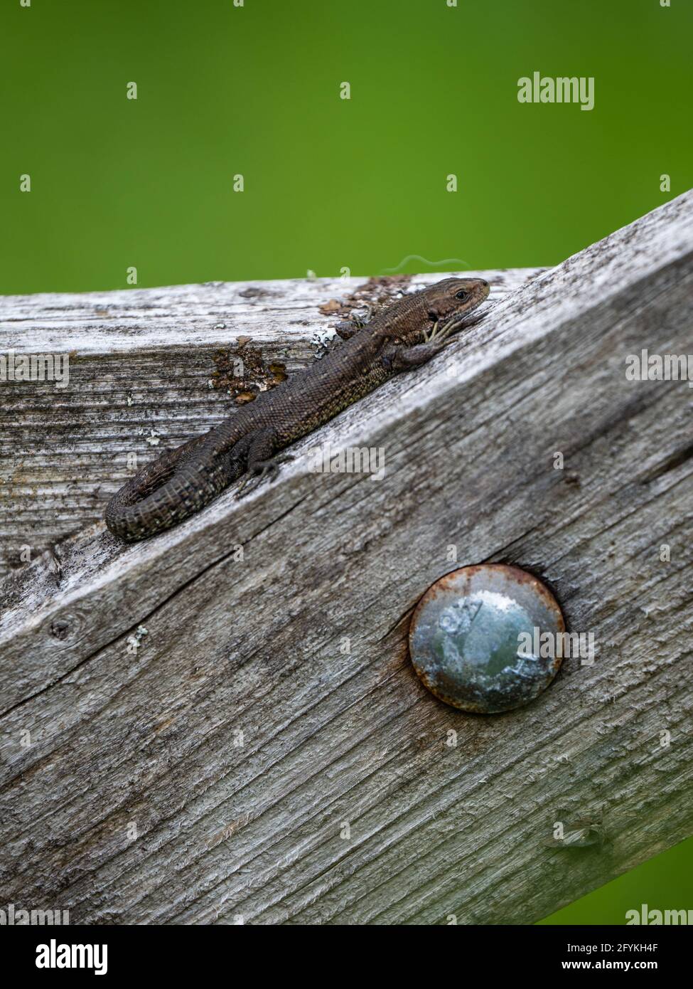 Common Lizard Basking on a Wooden Gate Stock Photo - Alamy
