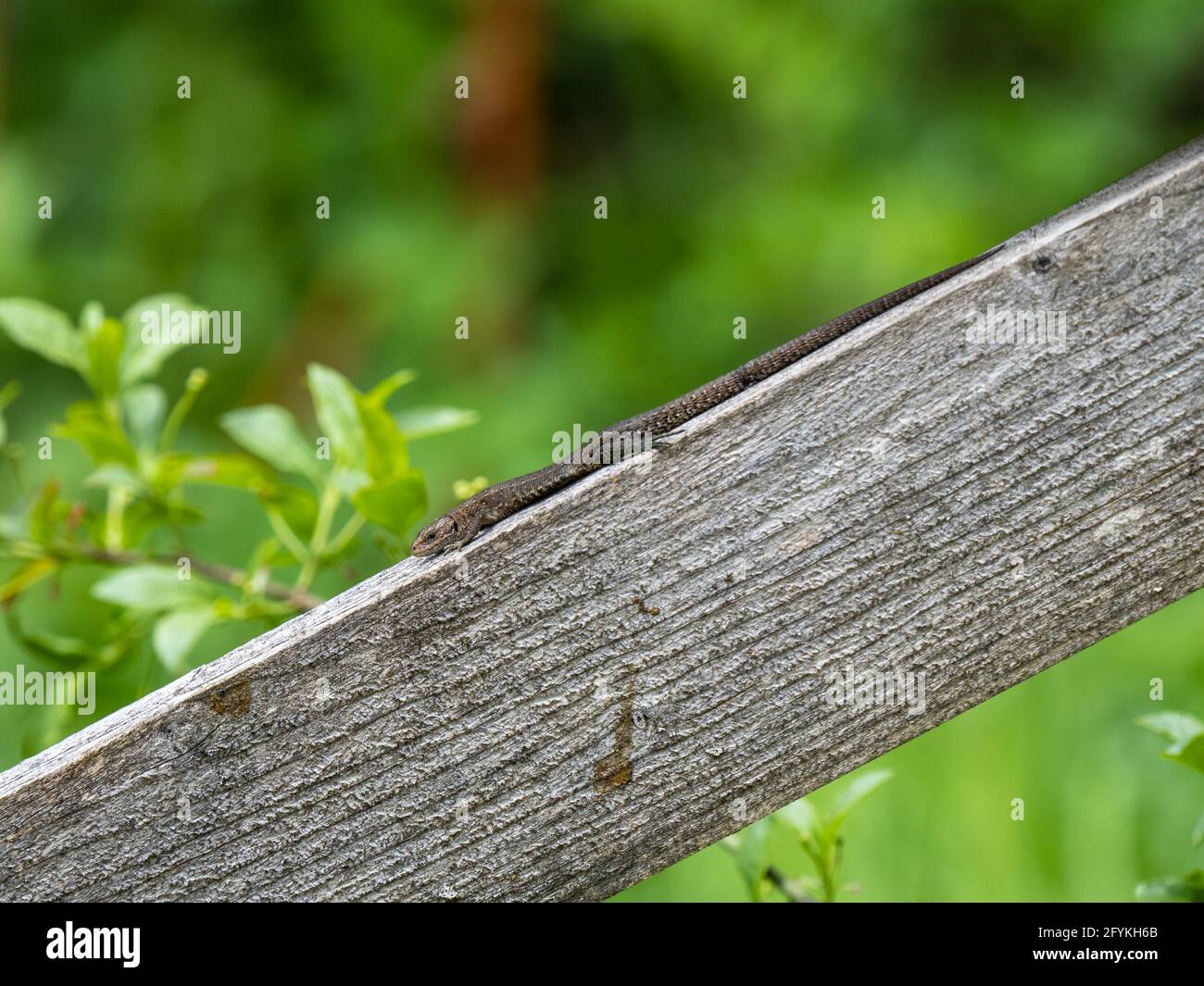 Common Lizard Basking on a Wooden Gate Stock Photo - Alamy