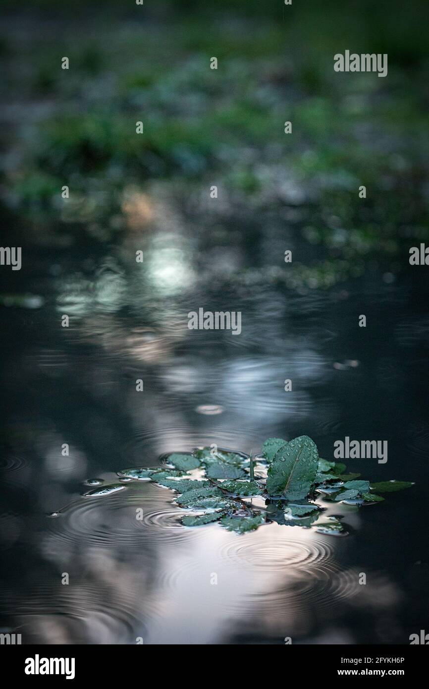 Plant in rainy puddle Stock Photo - Alamy