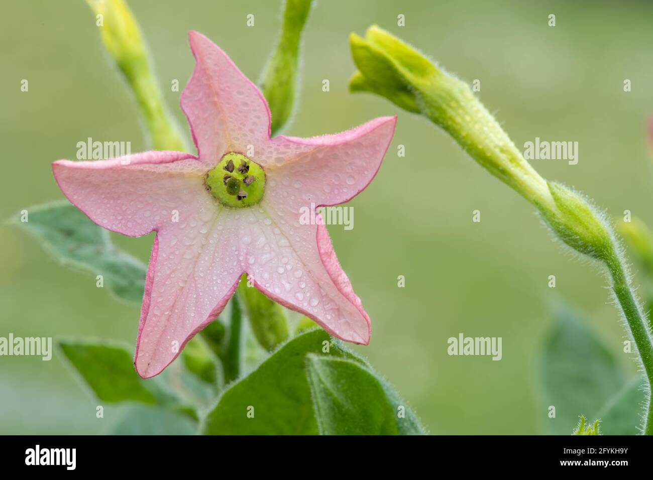 Nicotiana Flower Plant Pink High Resolution Stock Photography and ...
