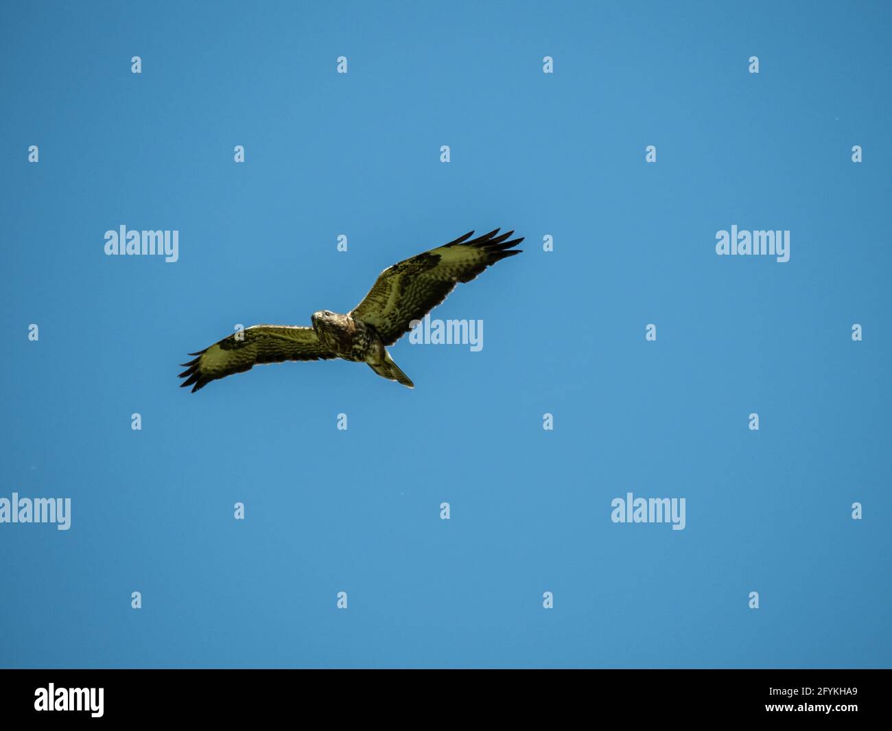 Buzzard in Flight Stock Photo - Alamy