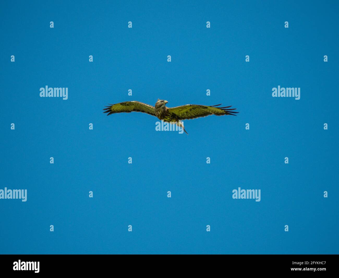 Buzzard in Flight Stock Photo - Alamy