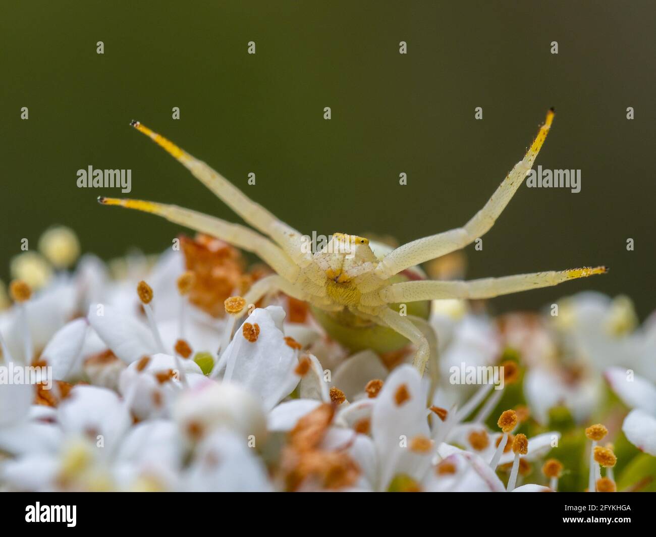 Crab Spider Hunting on a Wayfaring Tree Blossom Stock Photo - Alamy
