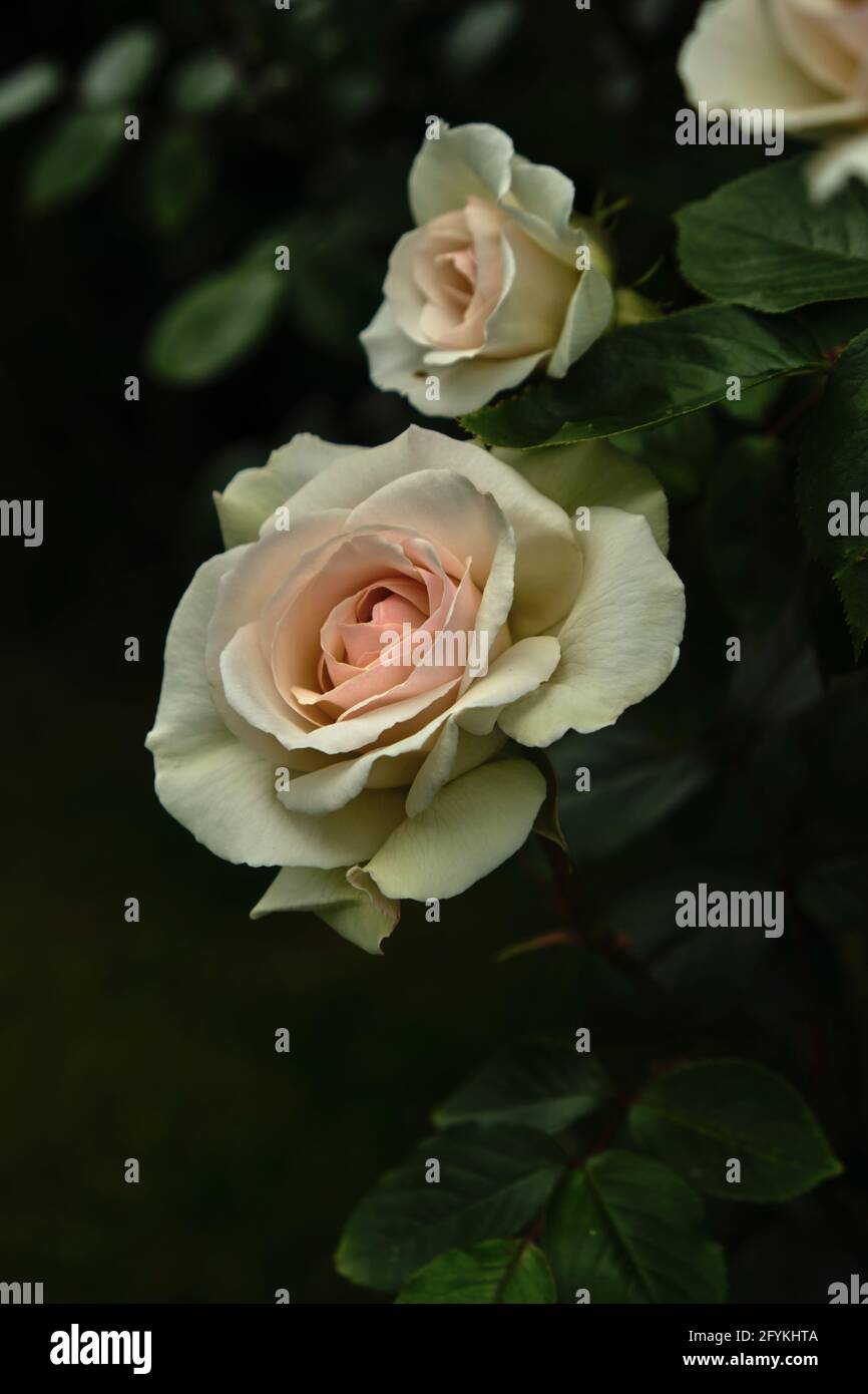 Schwanensee rose hi-res stock photography and images - Alamy