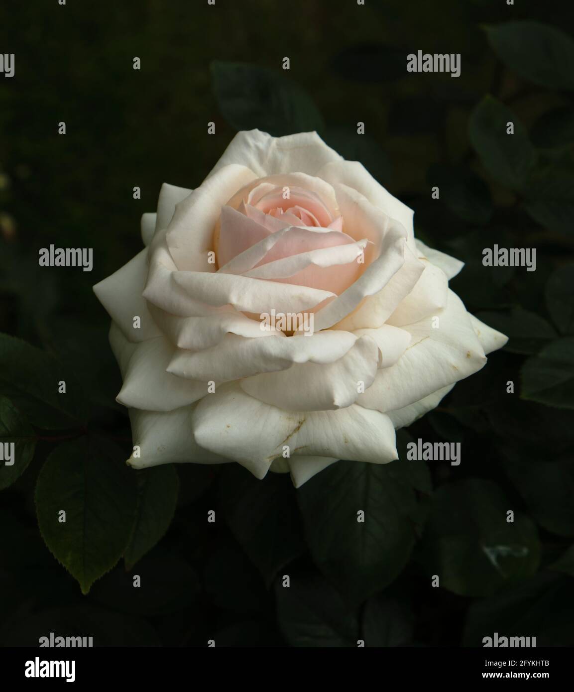 Schwanensee rose hi-res stock photography and images - Alamy