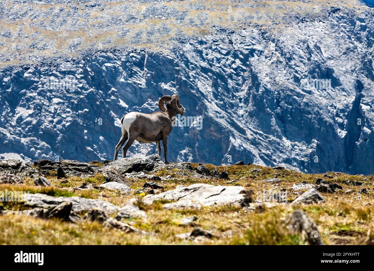 Bighorn sheep (Ovis canadensis) Great Mountain Nati9nal Park, Colorado ...