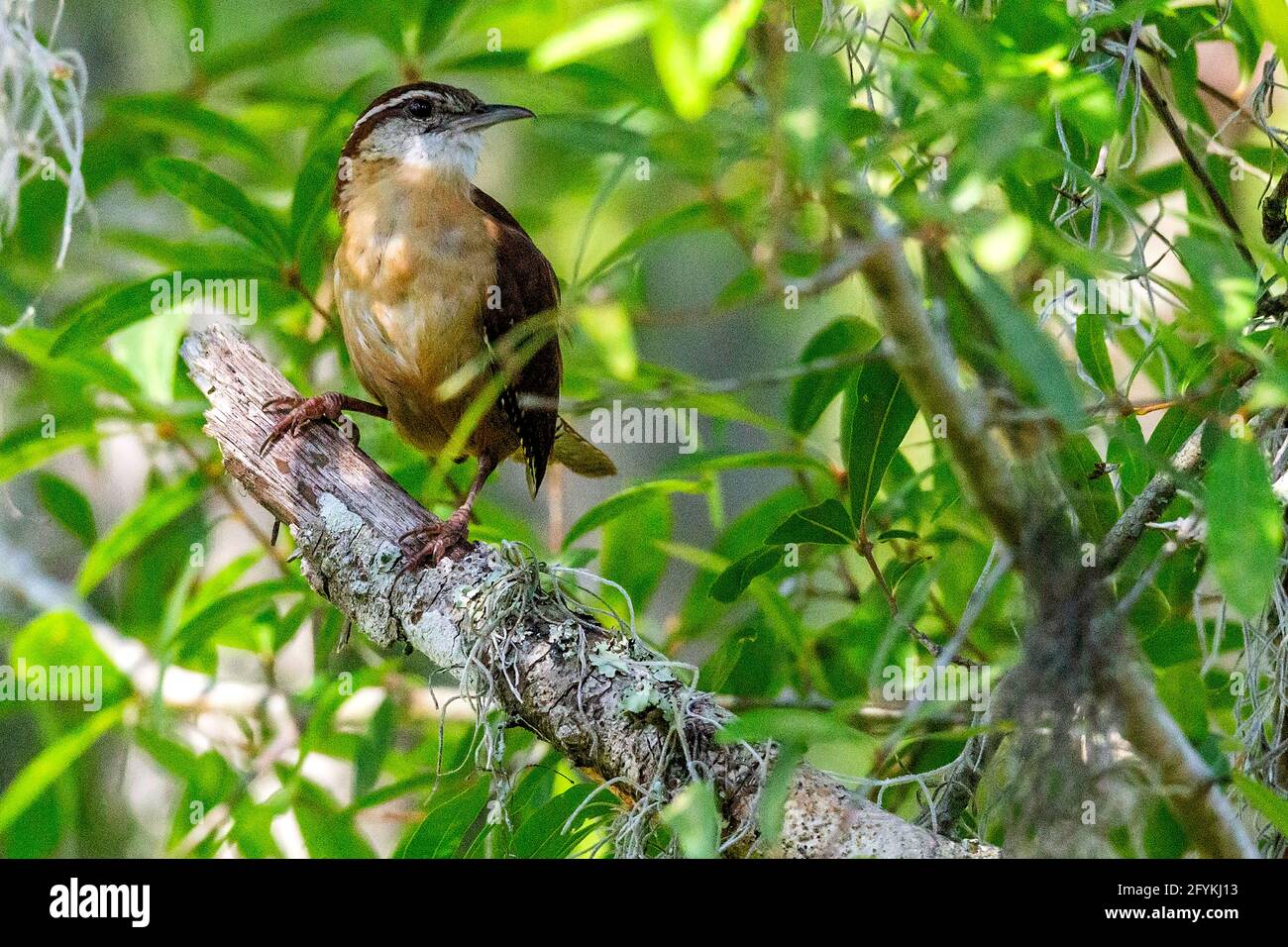 Carolina Wren (thryothorus ludovicianus) on tree branch in Lettuce Lake ...