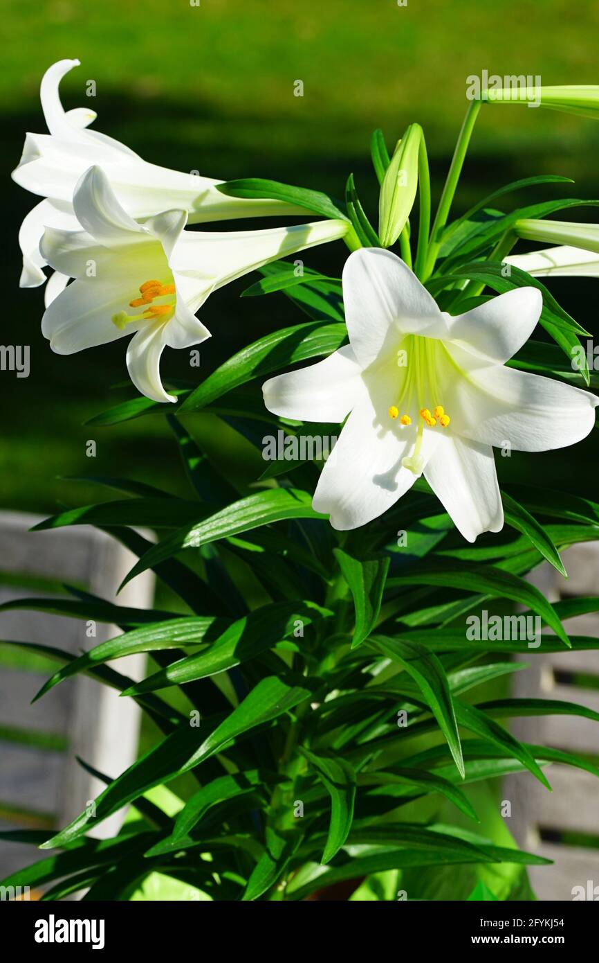 Fragrant white and yellow trumpet flowers of Easter Lily flowers ...
