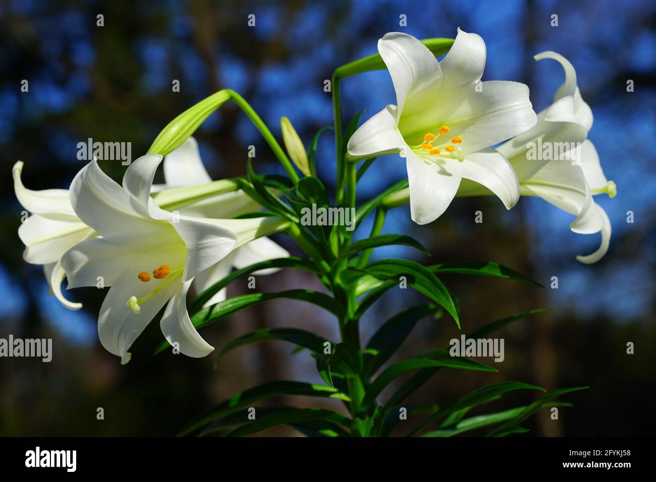 Fragrant white and yellow trumpet flowers of Easter Lily flowers ...