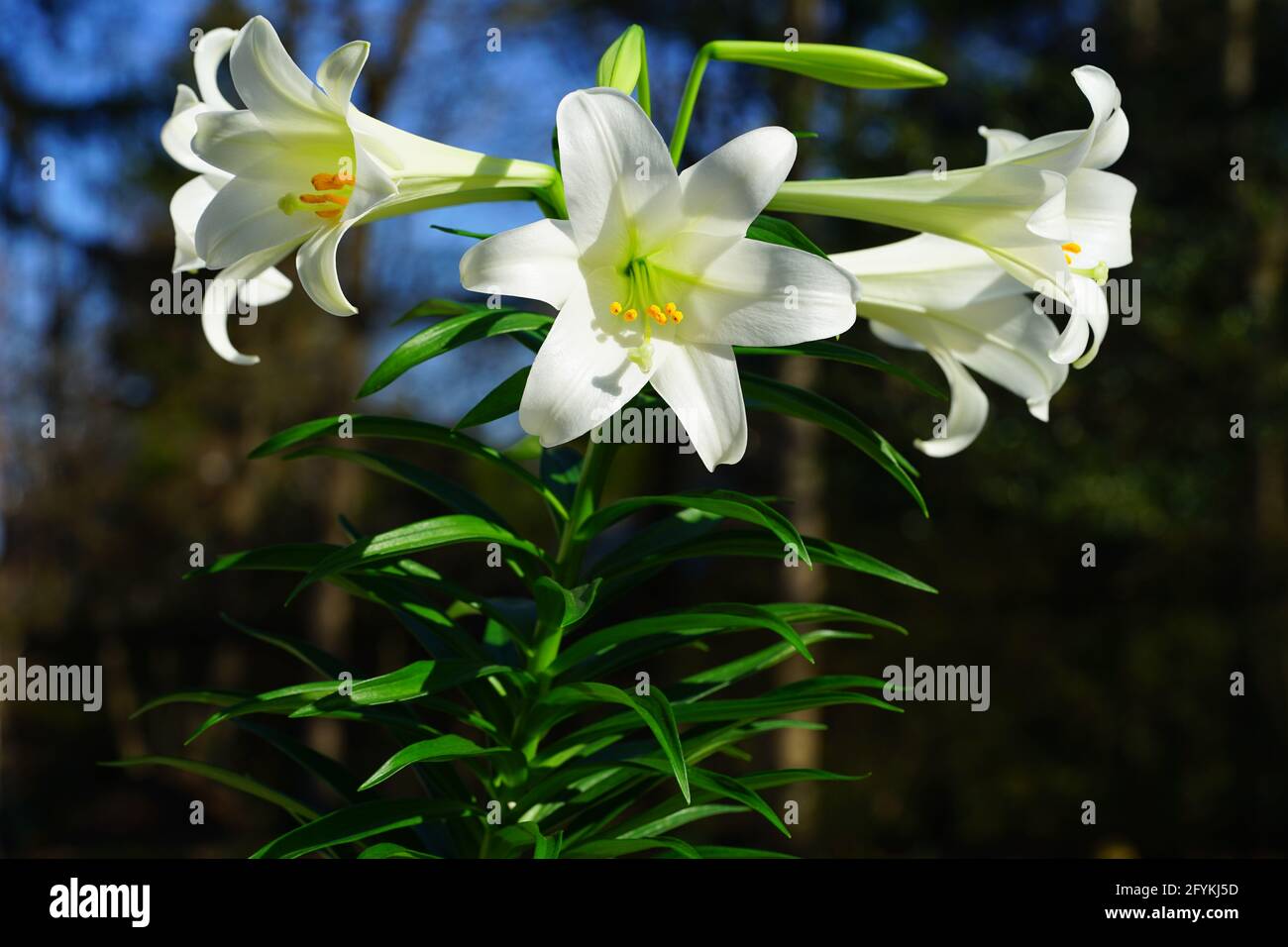 Fragrant white and yellow trumpet flowers of Easter Lily flowers ...