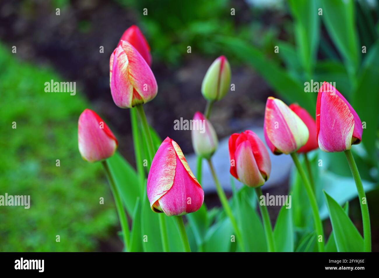 Giant darwin hybrid hi-res stock photography and images - Alamy
